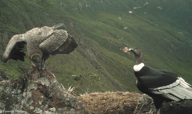 El cóndor andino eligió su propia área de protección en Ecuador