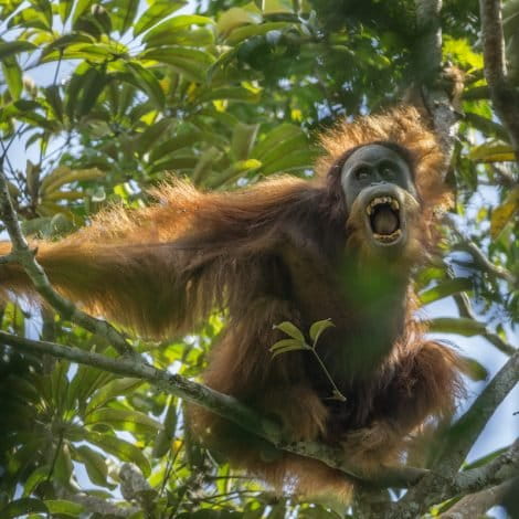 Conservation news on Simios