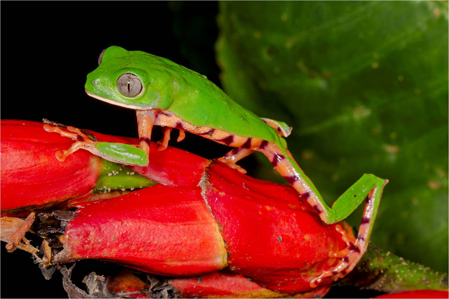 Las maravillosas nuevas especies registradas en el Parque Nacional ...