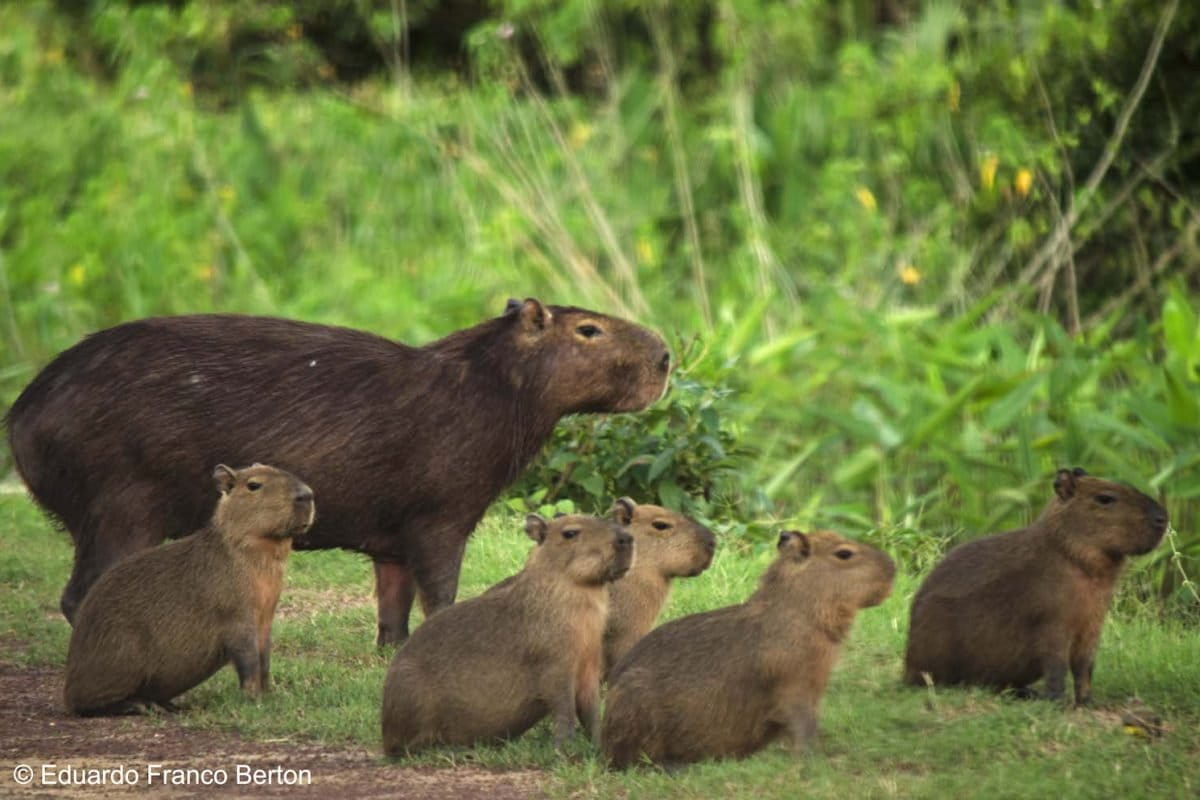 2-Capibaras - Noticias ambientales
