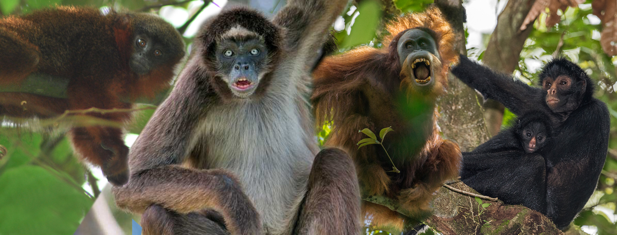 Monkey Day: 6 historias sobre primates en Latinoamérica y el mundo