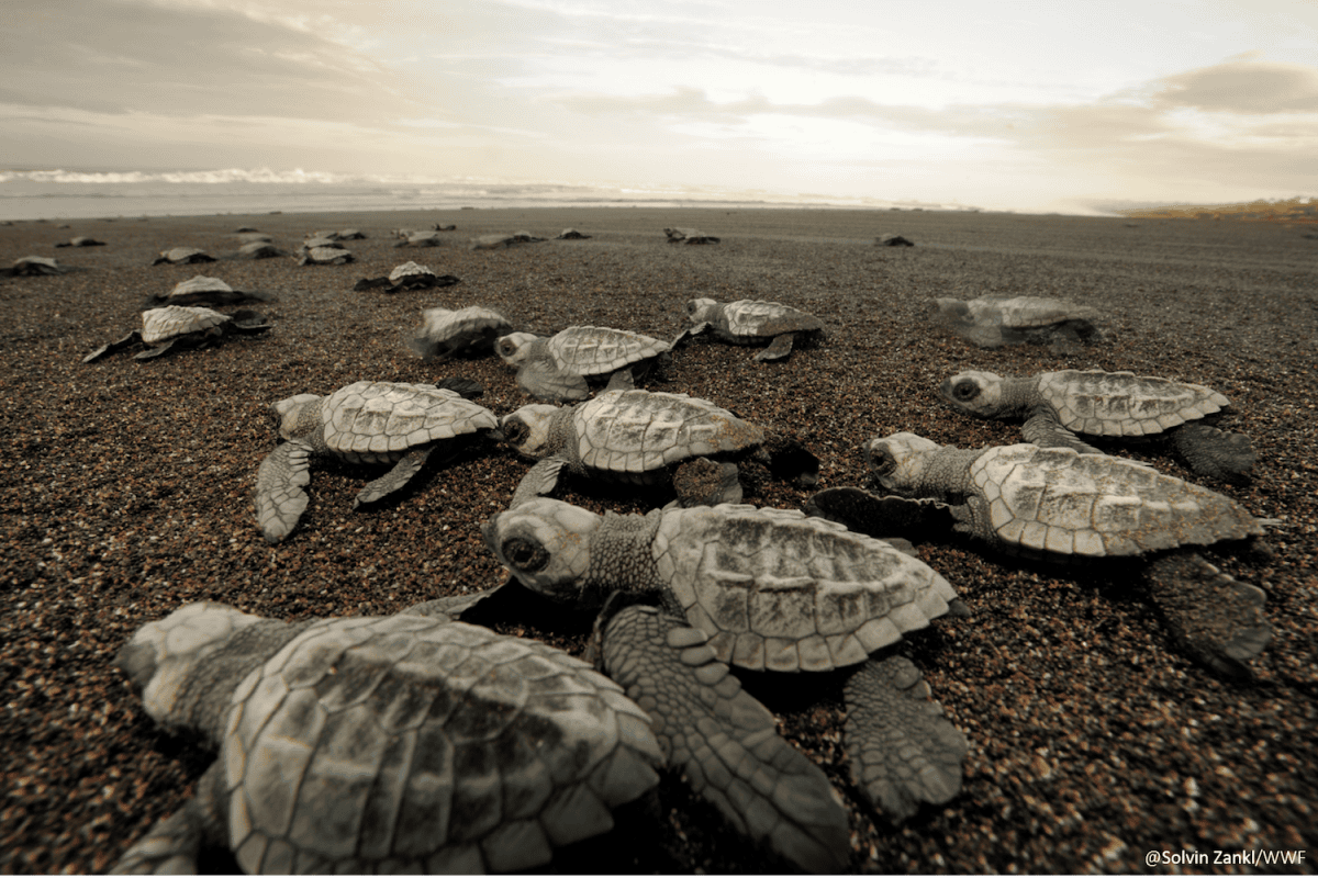 La frágil y preocupante situación de las tortugas marinas en Perú