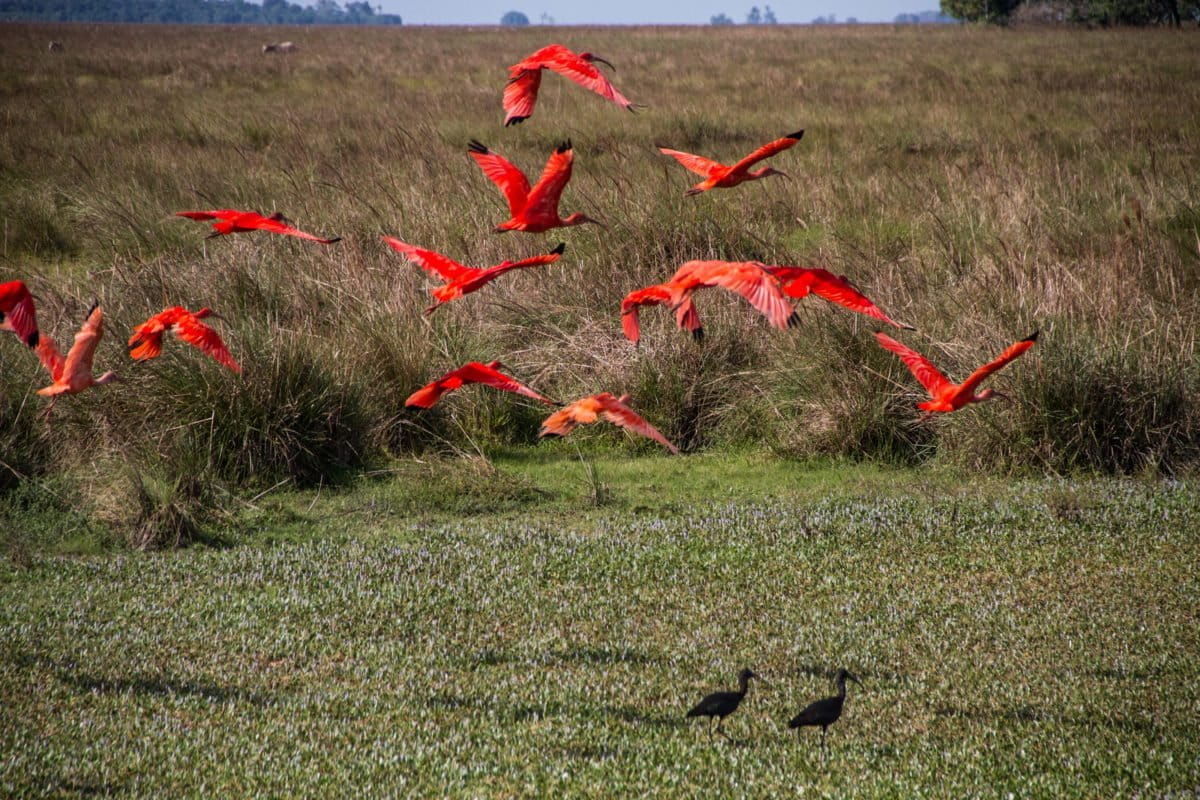 Cinaruco: las sabanas inundables de la Orinoquía entran a las áreas protegidas de Colombia