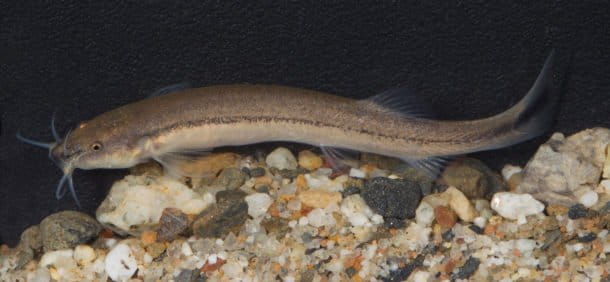 La aventura extrema de los “chipi chipis” en la Amazonía de Bolivia