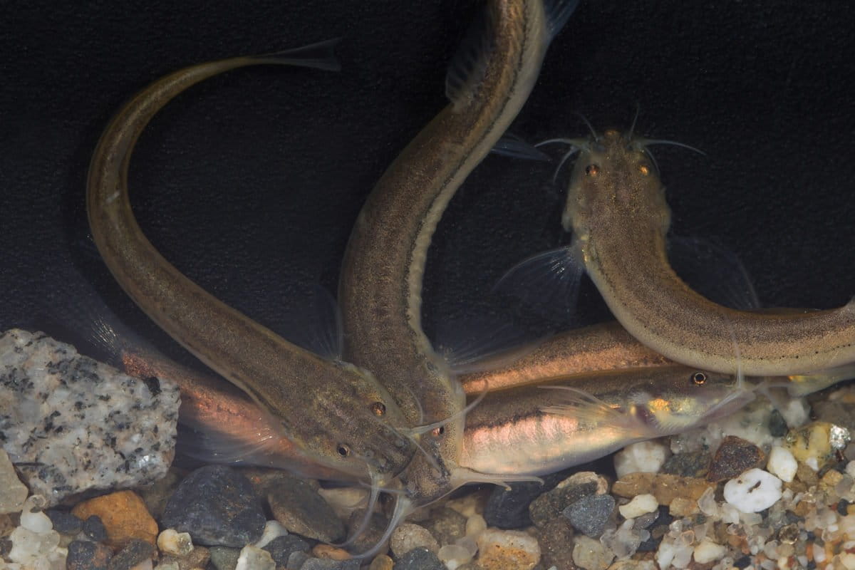 La aventura extrema de los “chipi chipis” en la Amazonía de Bolivia