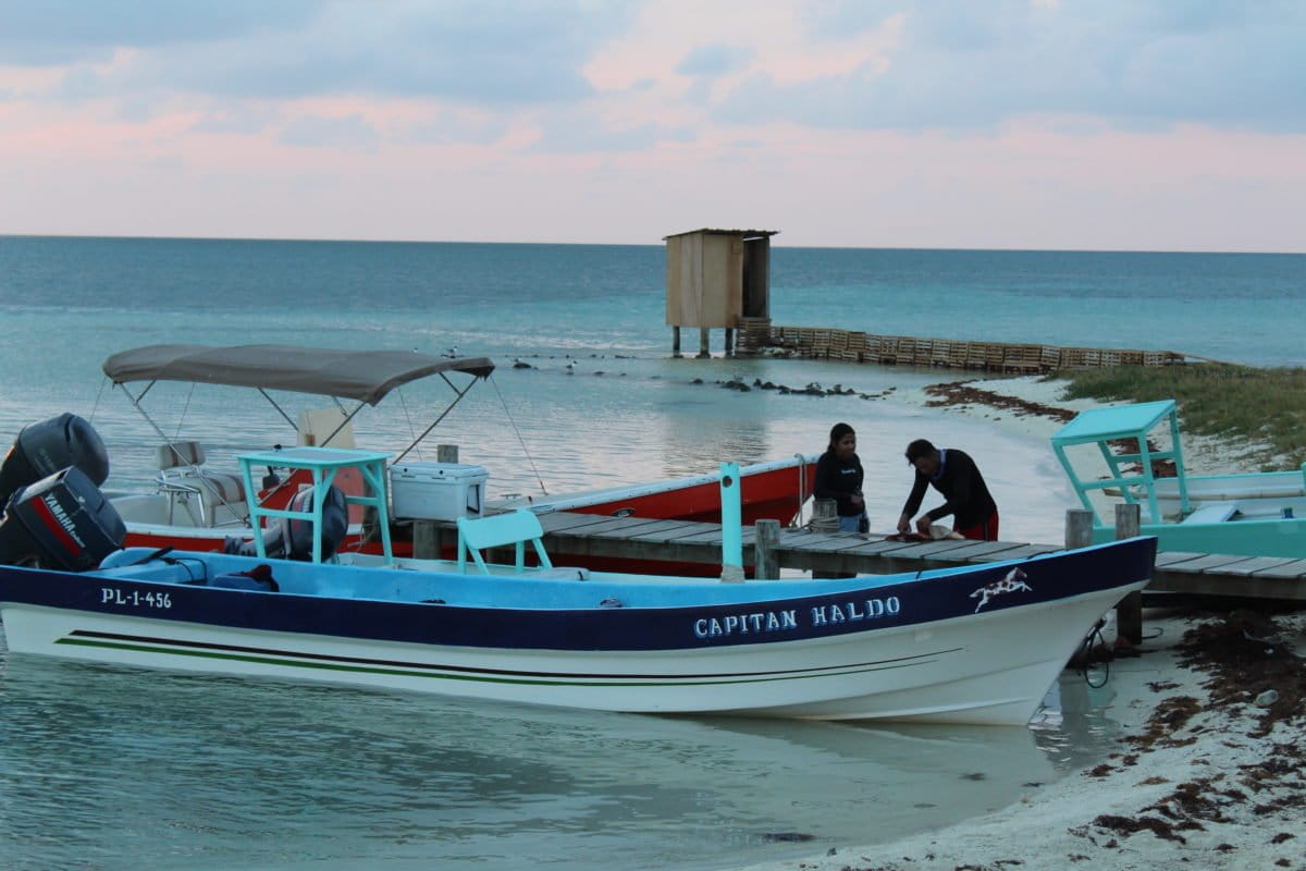 Honduras: cientos de tiburones son capturados diariamente en el ...