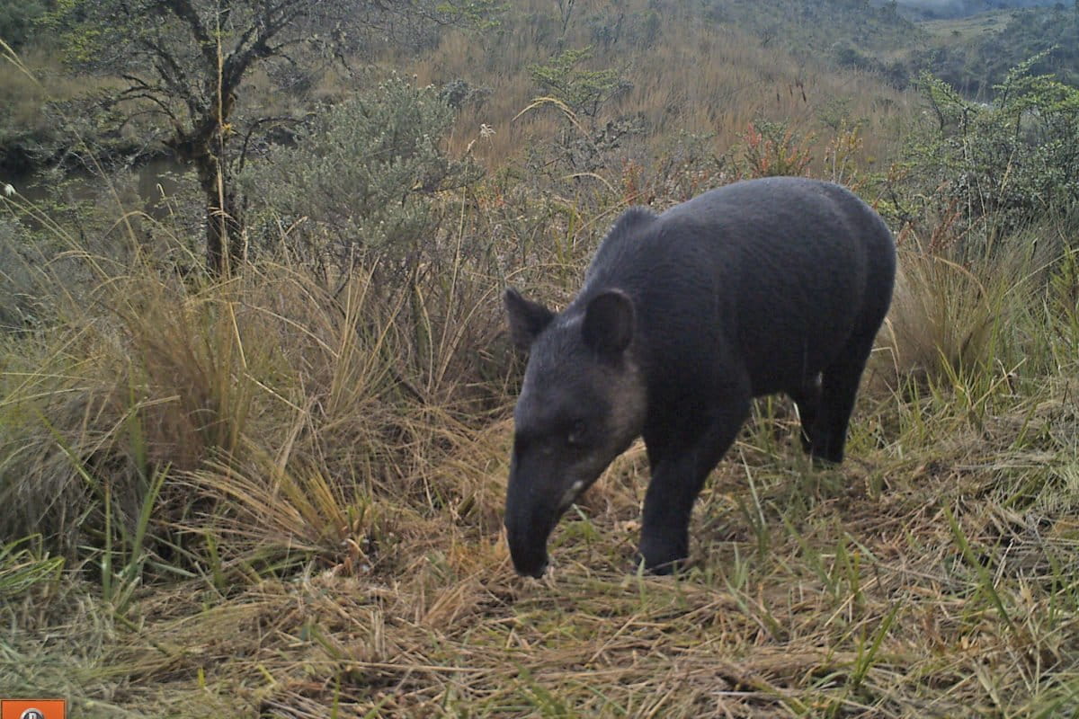 Tapir: el arquitecto de los bosques latinoamericanos