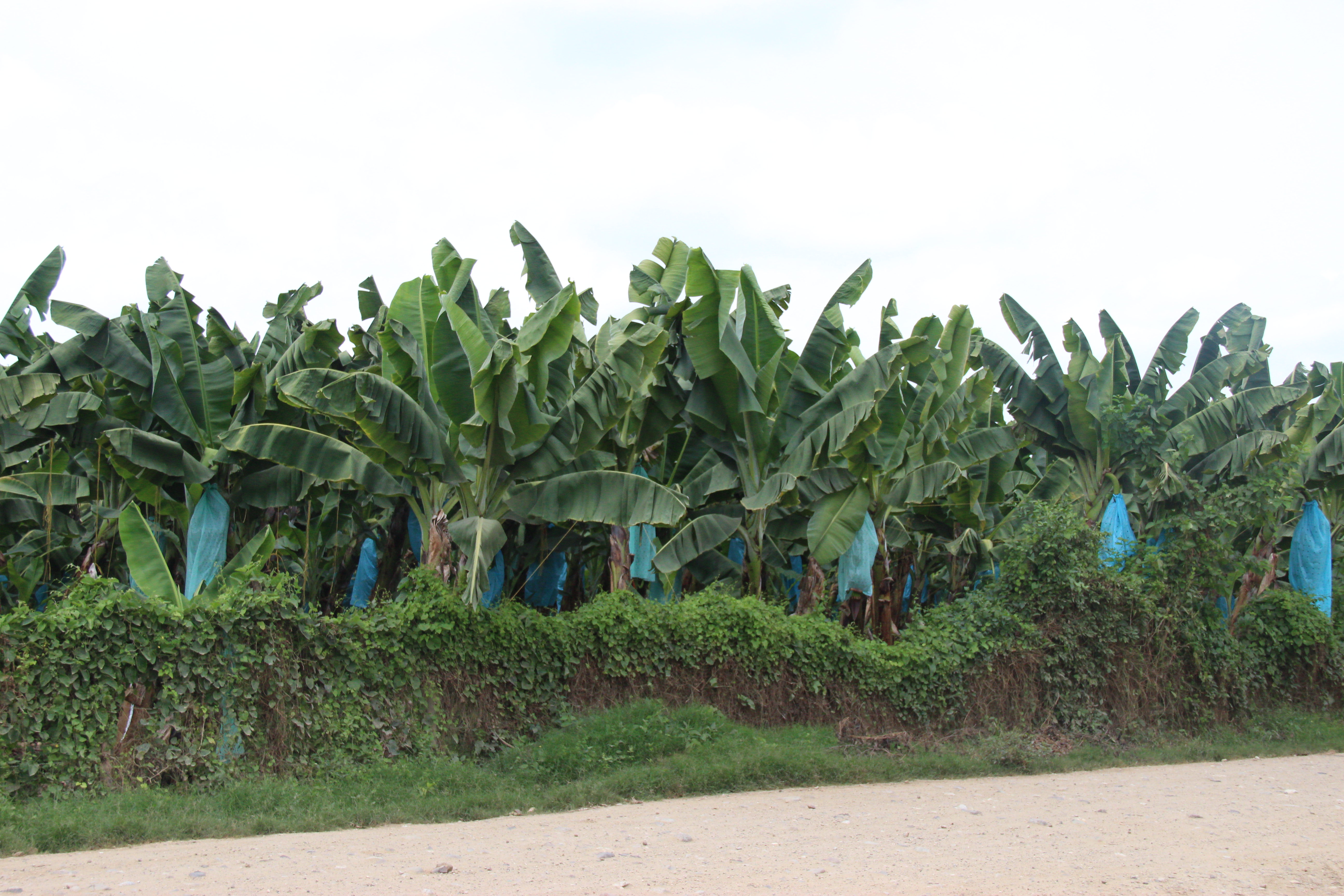 Colombia: el cultivo de banano que acapara tierra y agua en la Ciénaga ...