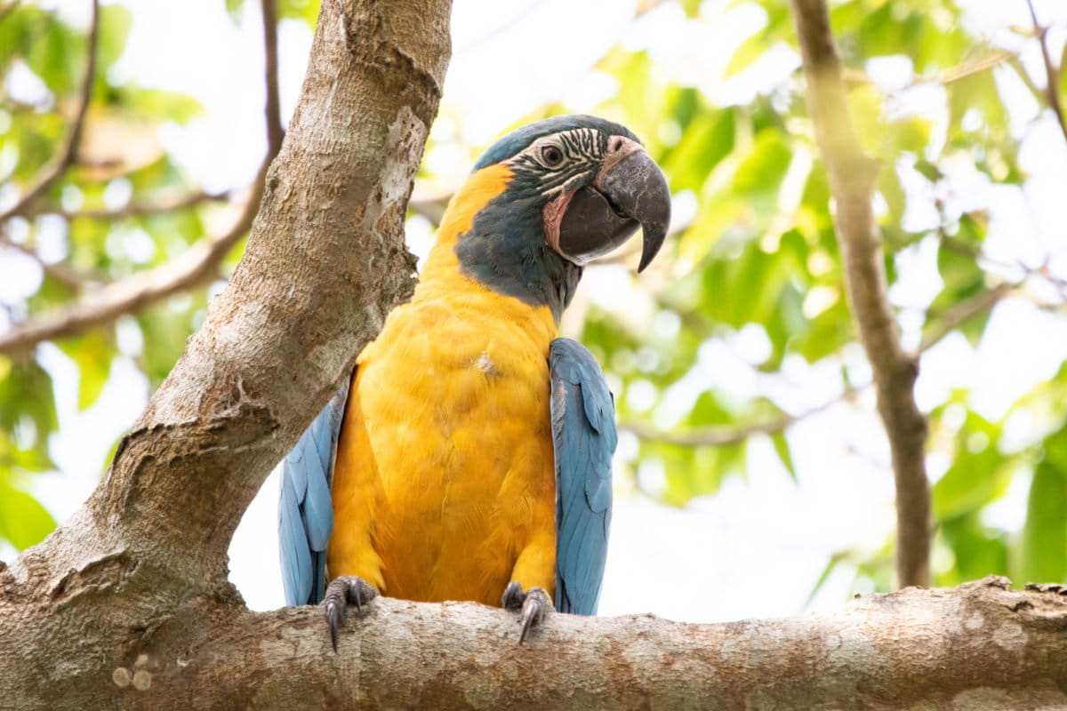 Copia-de-Paraba-Barba-Azul - Noticias ambientales