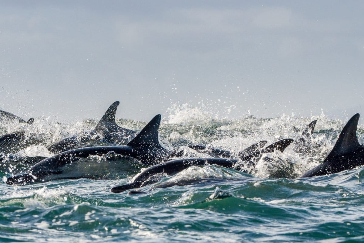 Cómo la fotografía puede ayudar a salvar a los delfines