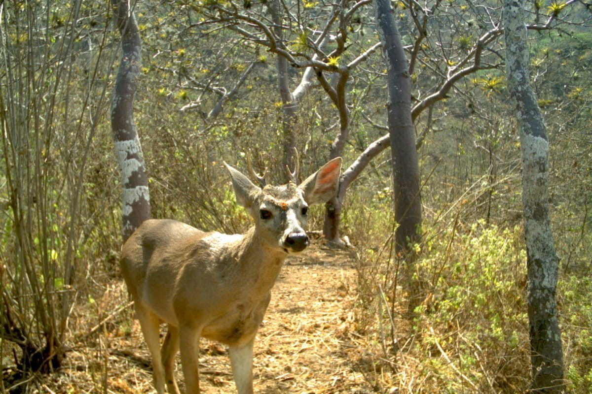 Perú: la increíble fauna del refugio de vida silvestre de Laquipampa