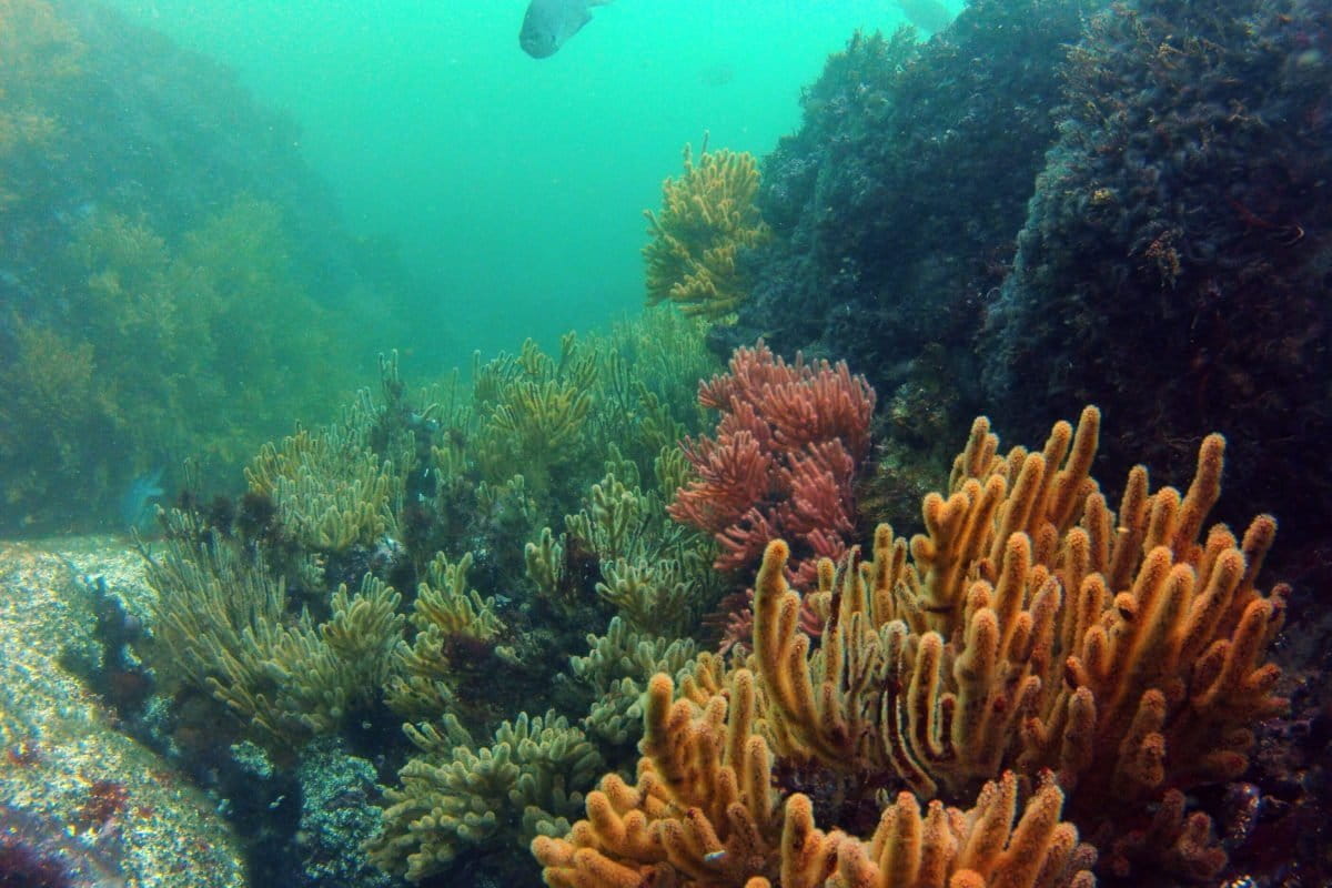 Perú: área propuesta para la reserva Mar Tropical de Grau acechada por ...