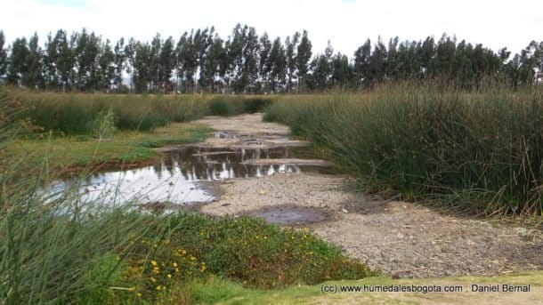 ¿Qué ha pasado con los humedales Ramsar de Bogotá?