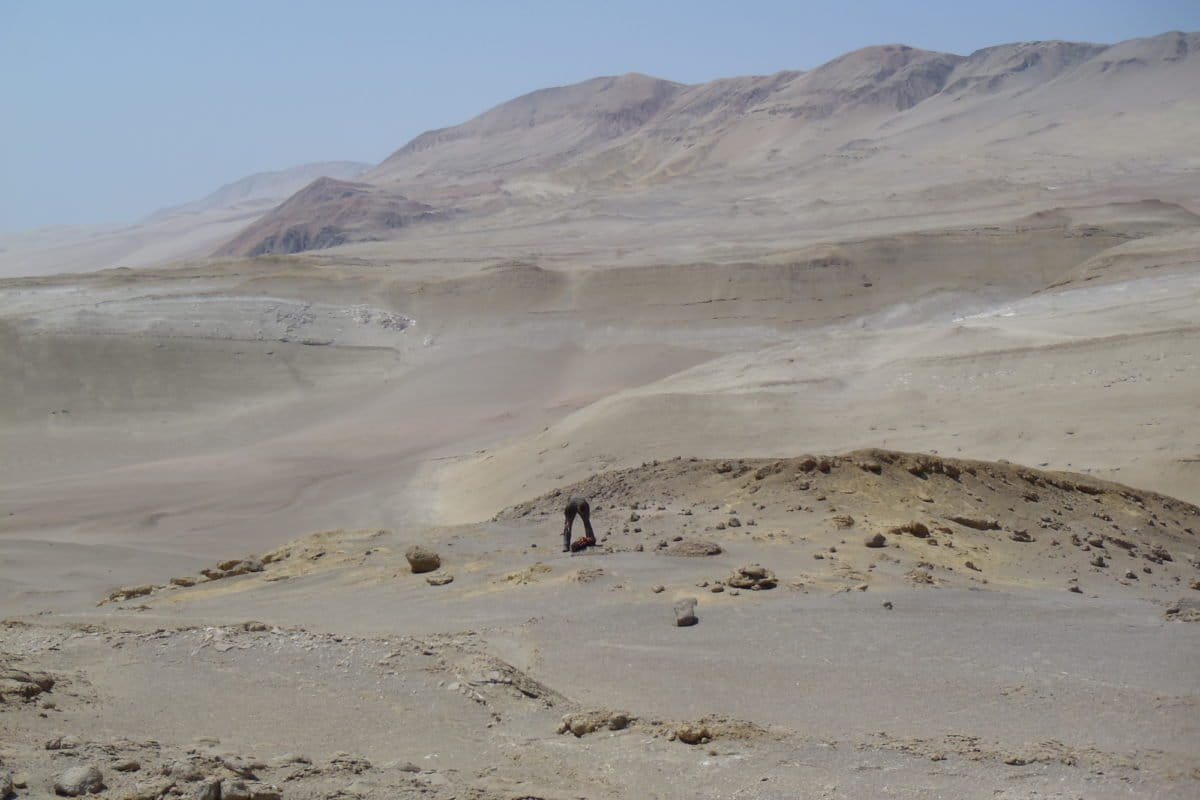 Peregocetus: la ballena con cuatro patas capaz de caminar y nadar que ...