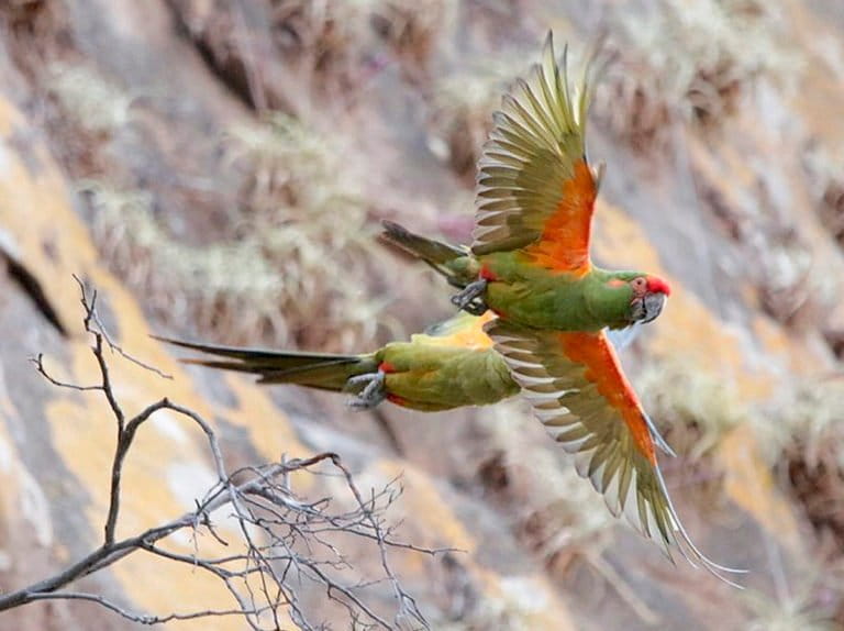 Bolivia: científicos y comunidades se unen para salvar a la paraba ...