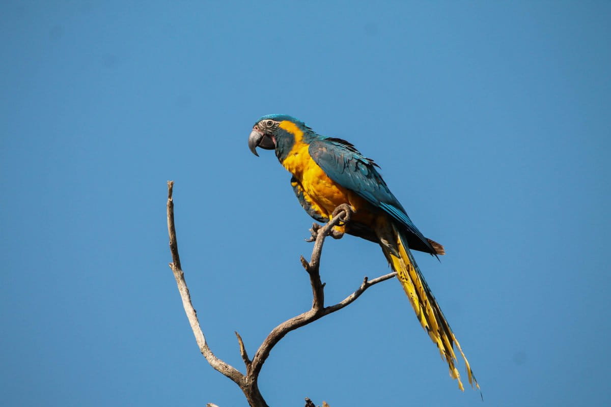 Paraba barba azul: ¿cómo monitorean a esta ave endémica en peligro de ...