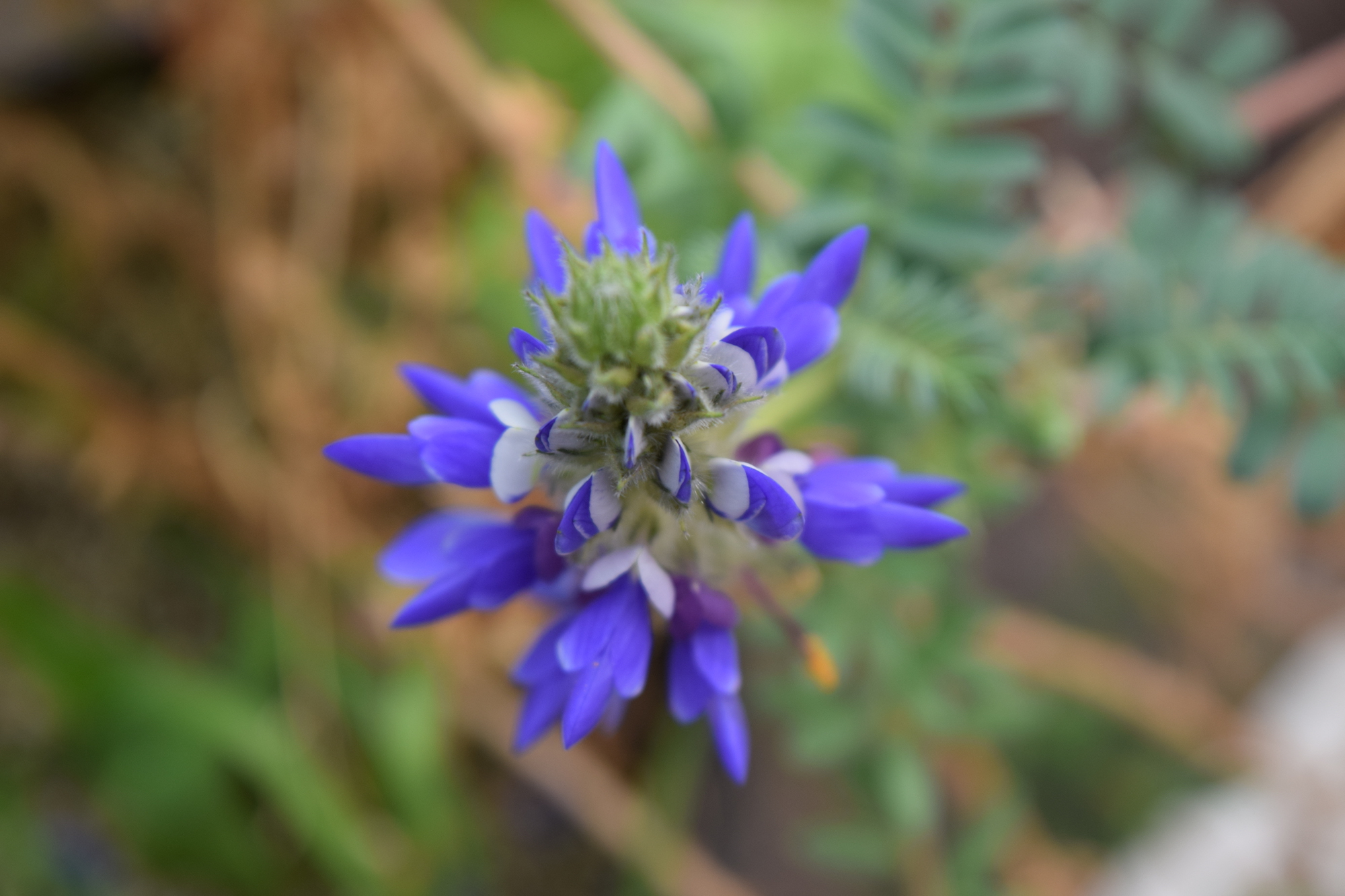 Chile: niños salvan de la extinción a flores endémicas del desierto más ...
