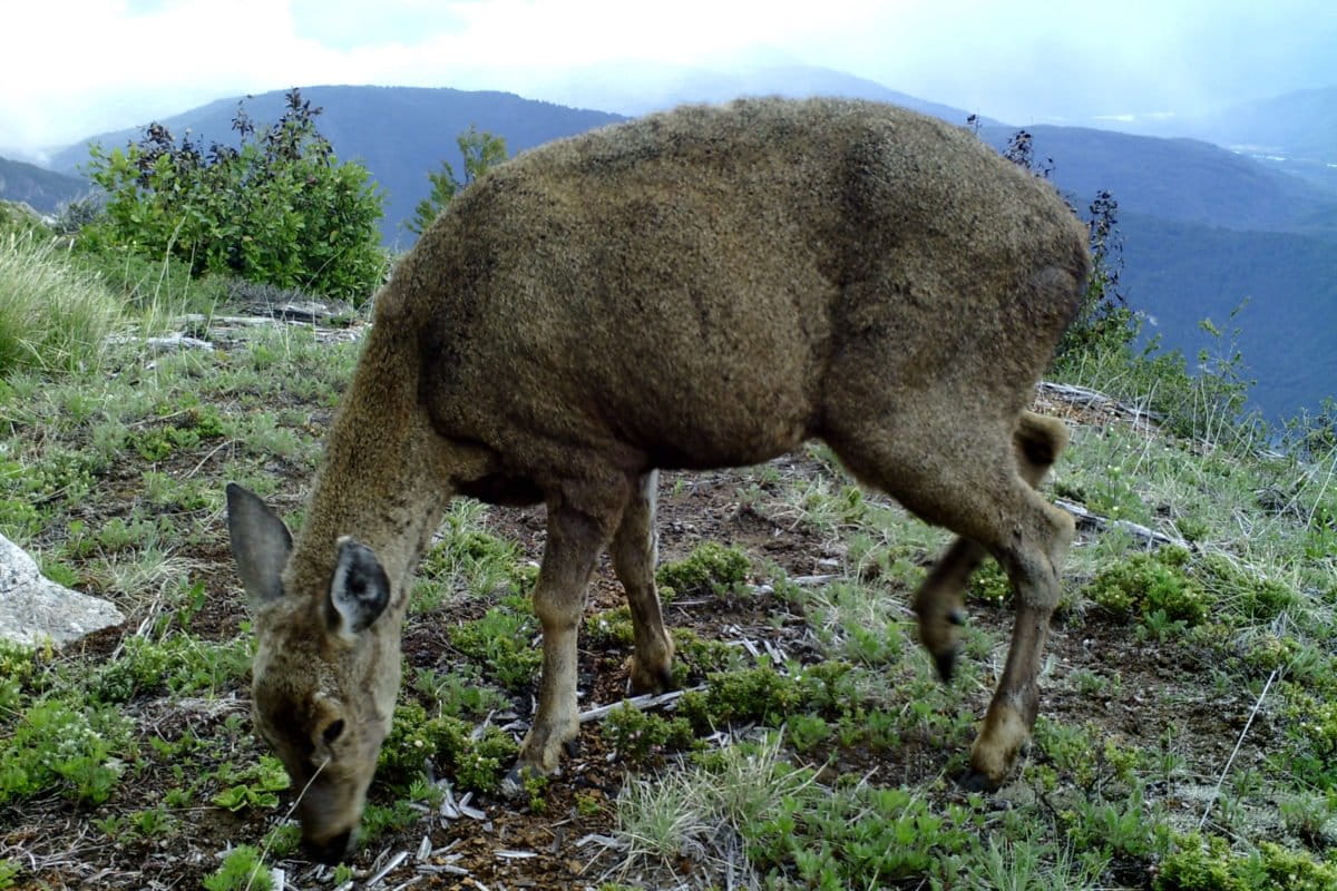La leyenda era cierta: población “secreta” de huemules en Chile aumenta ...