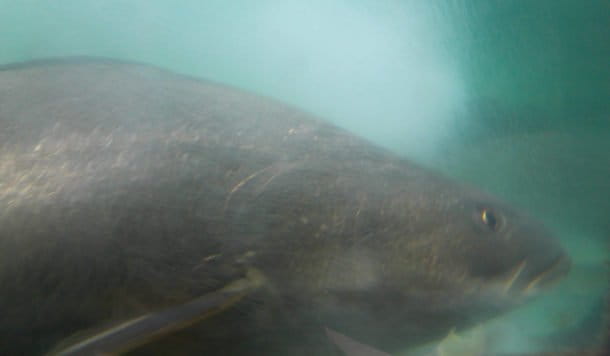 México: científicos crían en cautiverio totoabas para salvarlas del ...