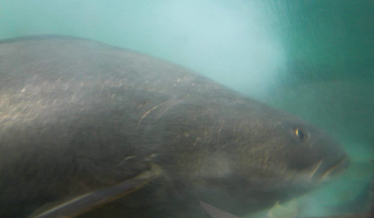 México: científicos crían en cautiverio totoabas para salvarlas del ...