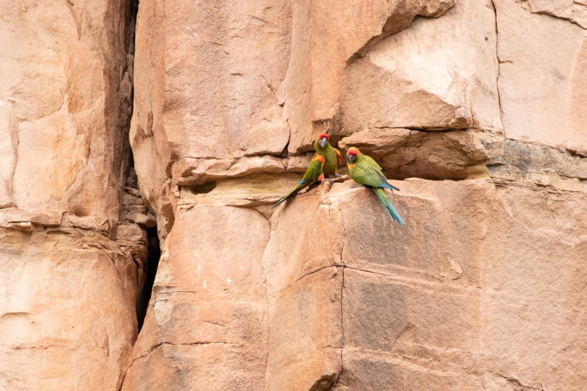 Bolivia: esfuerzos y esperanza para salvar a la paraba frente roja