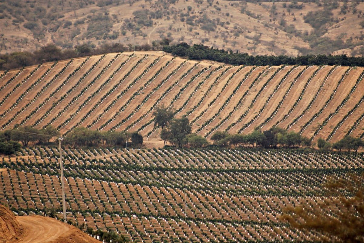 Chile: la expansión de paltos continúa pese a la sequía