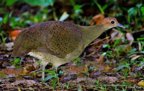 Tinamous: la enigmática ave de los huevos turquesa