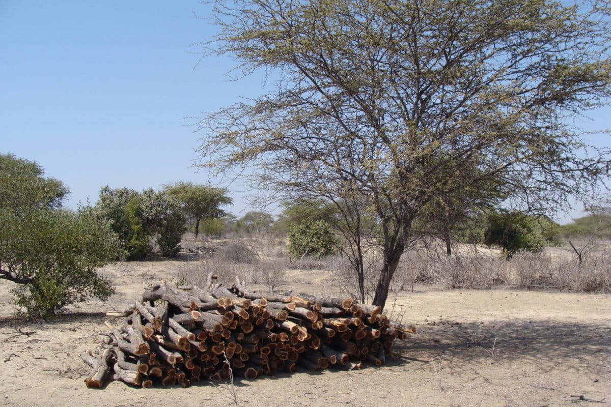 Cuatro aves endémicas le toman el pulso a bosques secos del norte de Perú