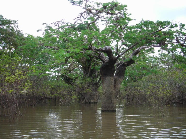 Ecuador ahora tiene el listado más completo de árboles de su Amazonía
