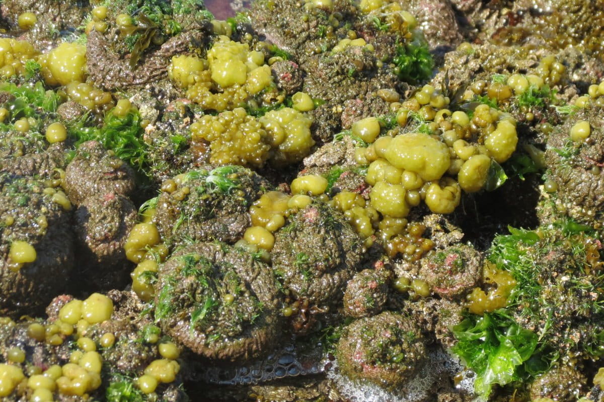 Chile: los 'choritos' pueden salvar la biodiversidad marina de Antofagasta