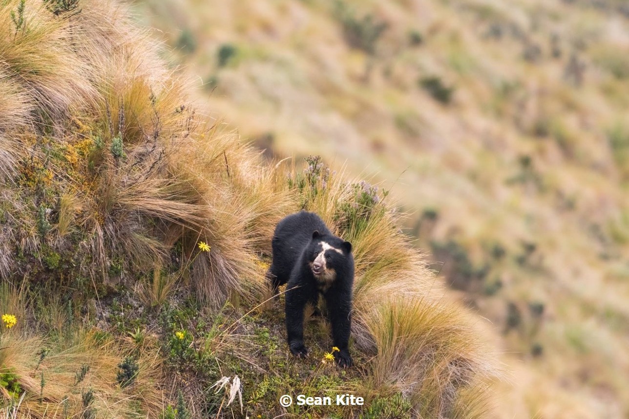 Día Mundial para la Protección de los Osos: cuatro esfuerzos de ...