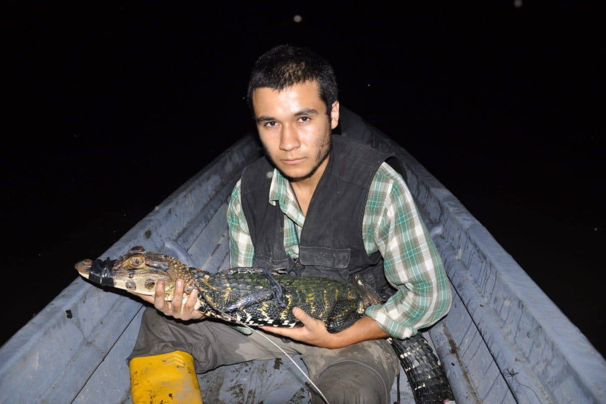 Disminuyen las poblaciones de caimán blanco en un importante sector de ...