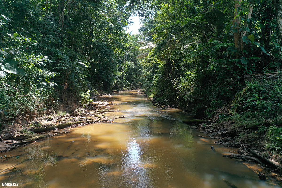 Día Internacional de los Bosques Tropicales: los impactos de una ...