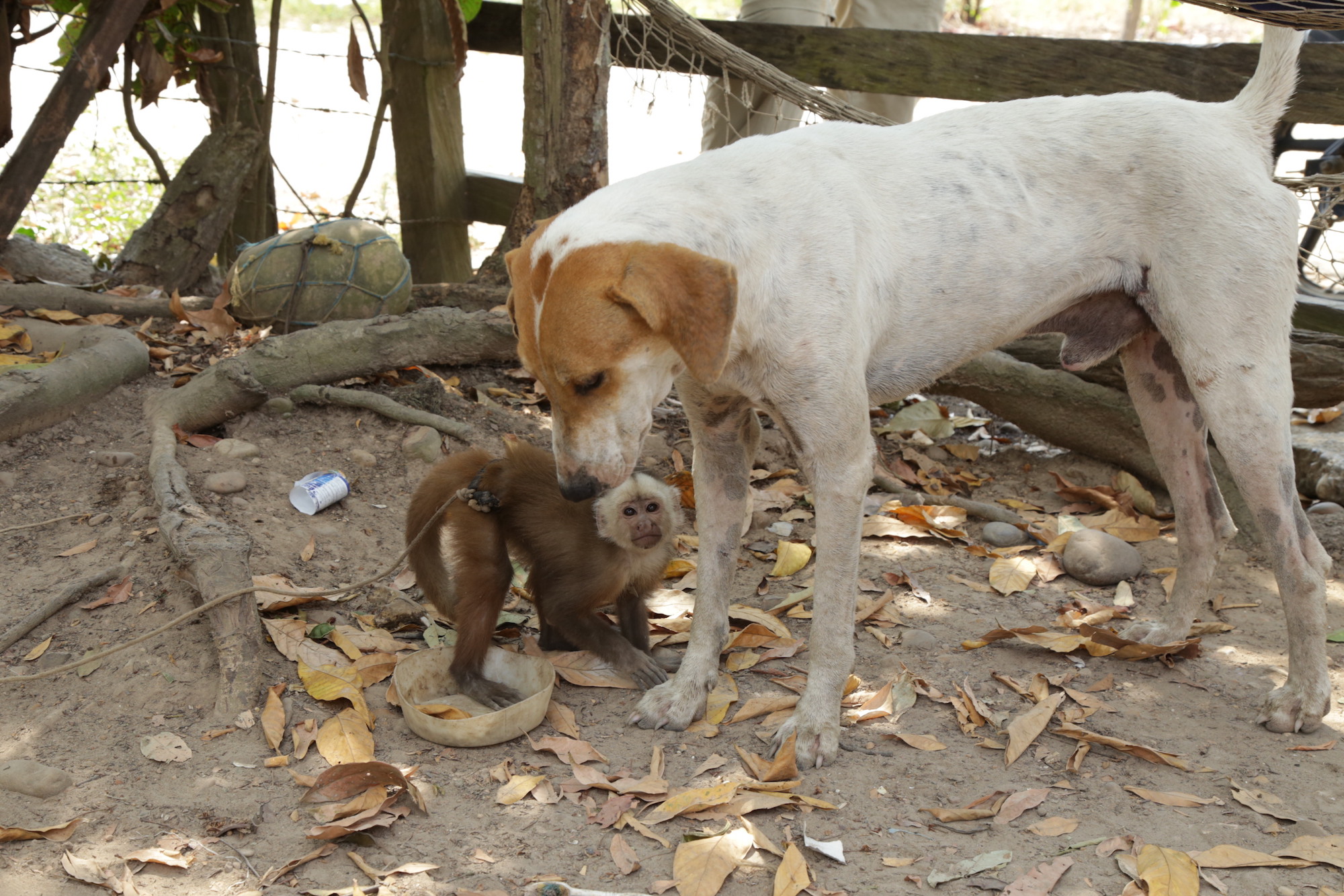 «Hay muchos virus que están ahí… cuando el equilibrio se rompe, pueden ...