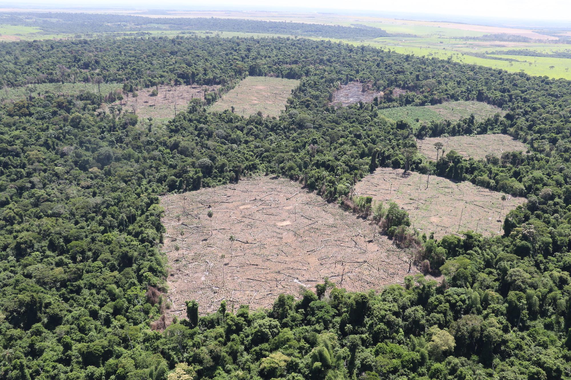 Así se está deforestando el Bosque Atlántico