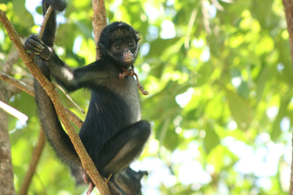 Quince años monitoreando primates en el parque Yasuní de Ecuador ...
