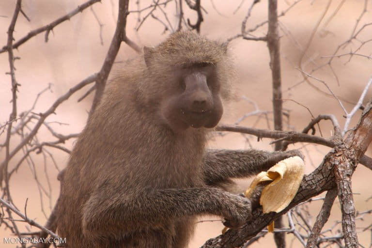 Candid Animal Cam: conozcamos al babuino de Anubis | Episodio 13 | VIDEO