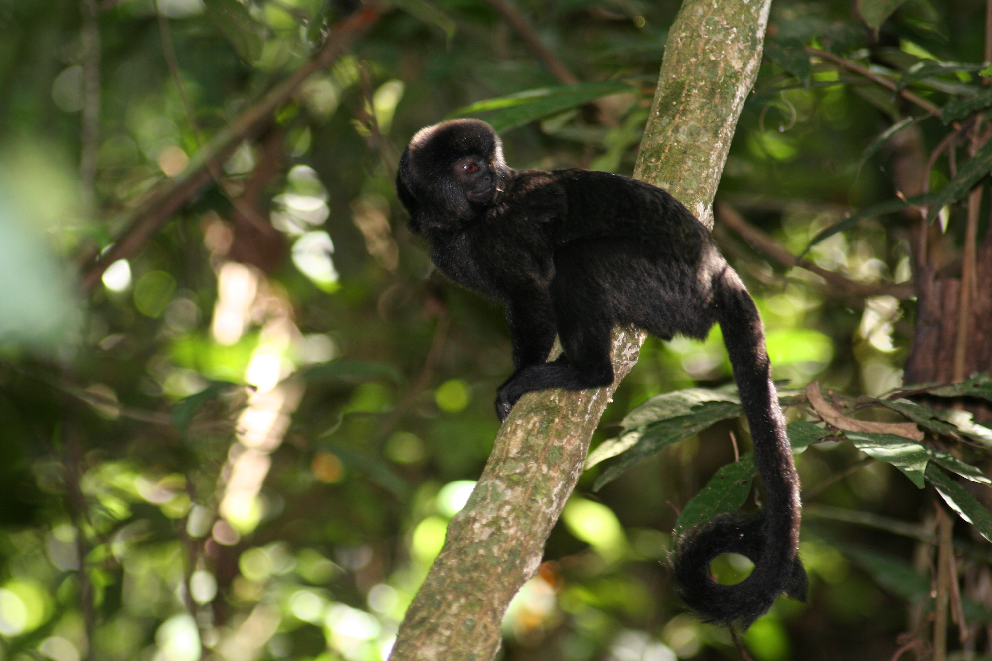 Día Internacional de los Primates: el 40% de primates endémicos de la ...