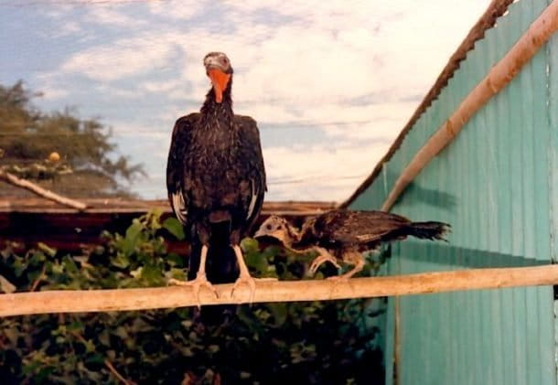 Pava aliblanca: el regreso de una ave emblemática que se creyó extinta ...