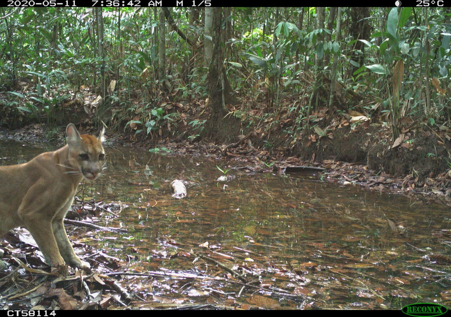 Los secretos del Parque El Tuparro descubiertos a través de 44 cámaras ...