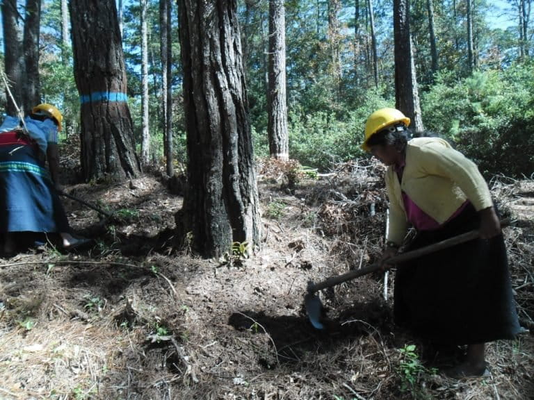México: la comunidad indígena que cuida el bosque y construye su futuro