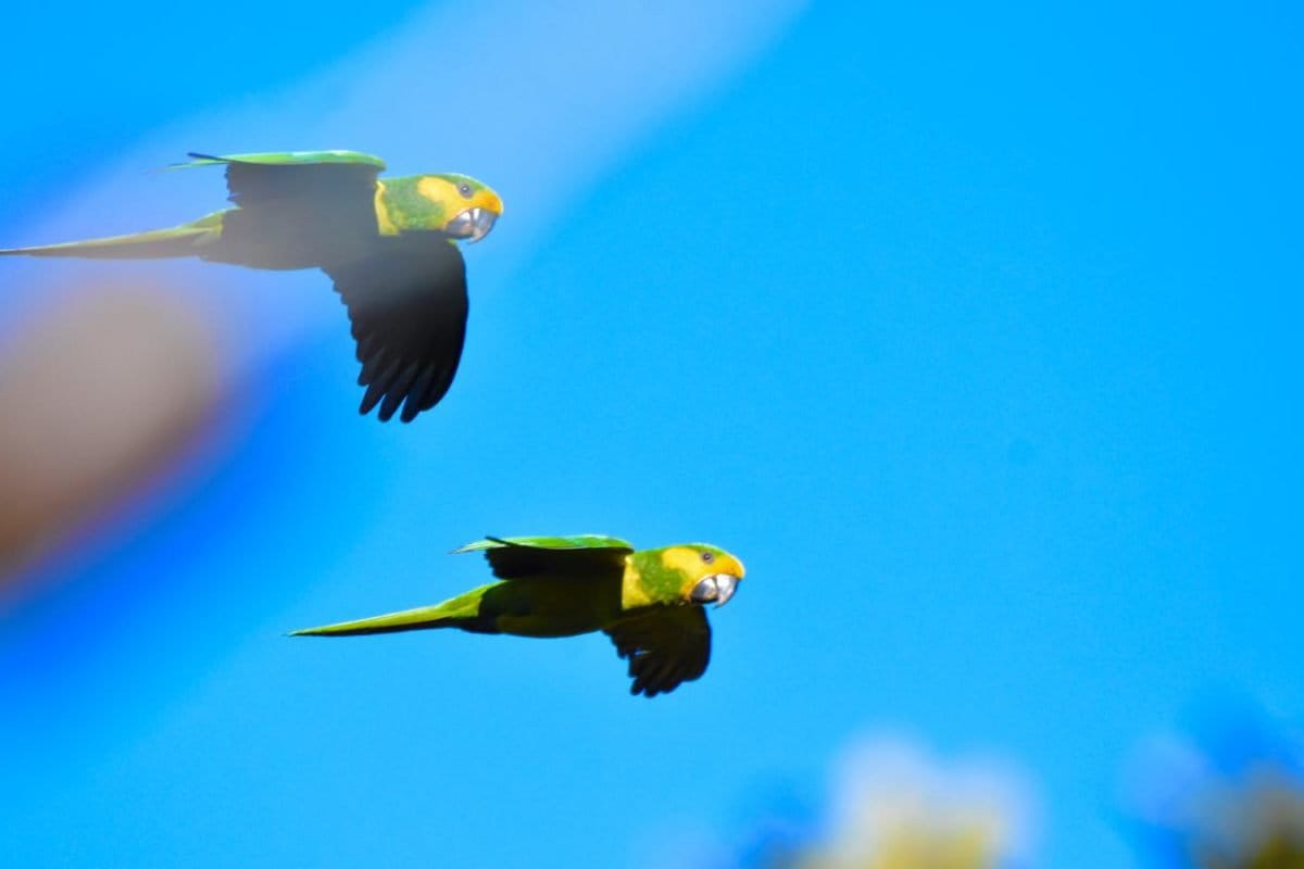 La historia del 'guardián del loro orejiamarillo' asesinado en Colombia