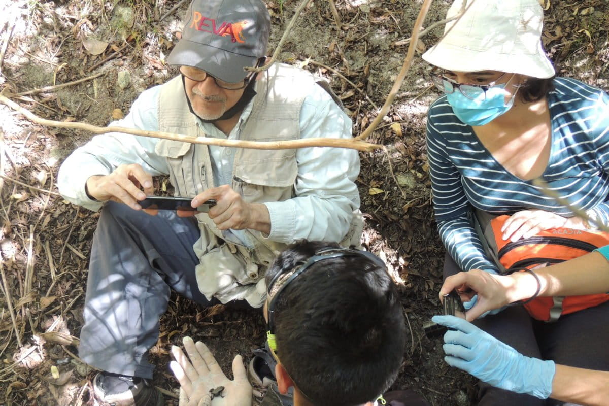 Venezuela: las ranas de Mucuchíes vuelven a su hábitat en plena ...