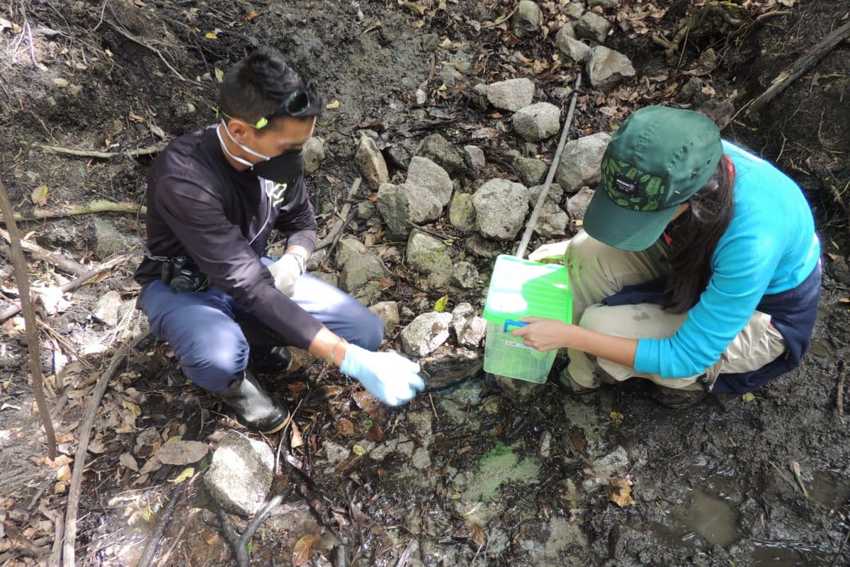 Venezuela: las ranas de Mucuchíes vuelven a su hábitat en plena ...