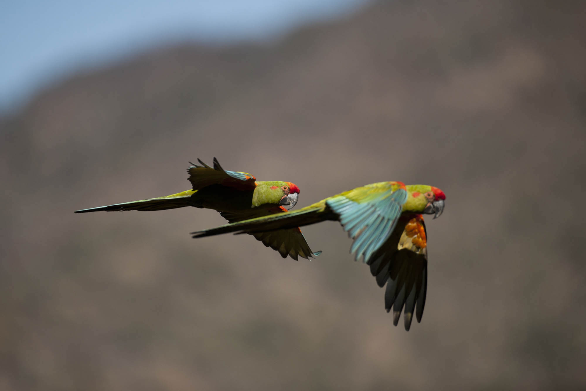 Guillermo Blanco: una década tras la pista de la paraba frente roja ...