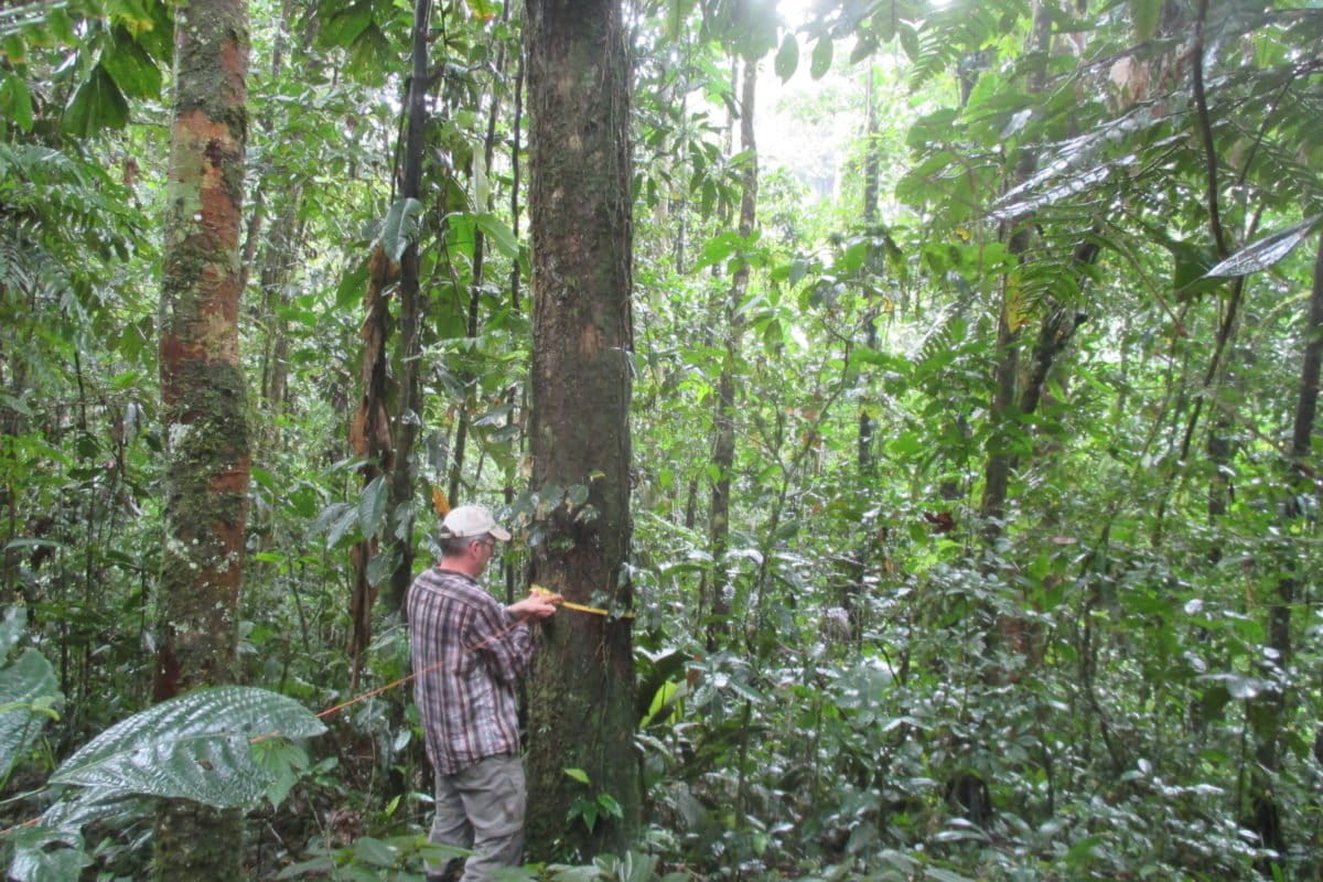 Nuevo estudio: en los últimos 26 años Ecuador ha perdido más de 2 ...