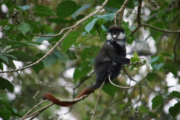 Análisis de muestras fecales ayuda en la conservación de primates salvajes