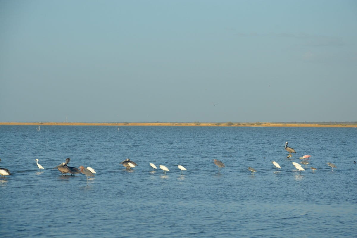 Colombia: pueblo indígena wayuu demanda rescate de los manglares de Musichi