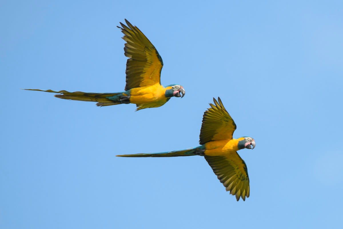 Al borde del abismo: tres asombrosas aves sobreviven en medio de graves ...