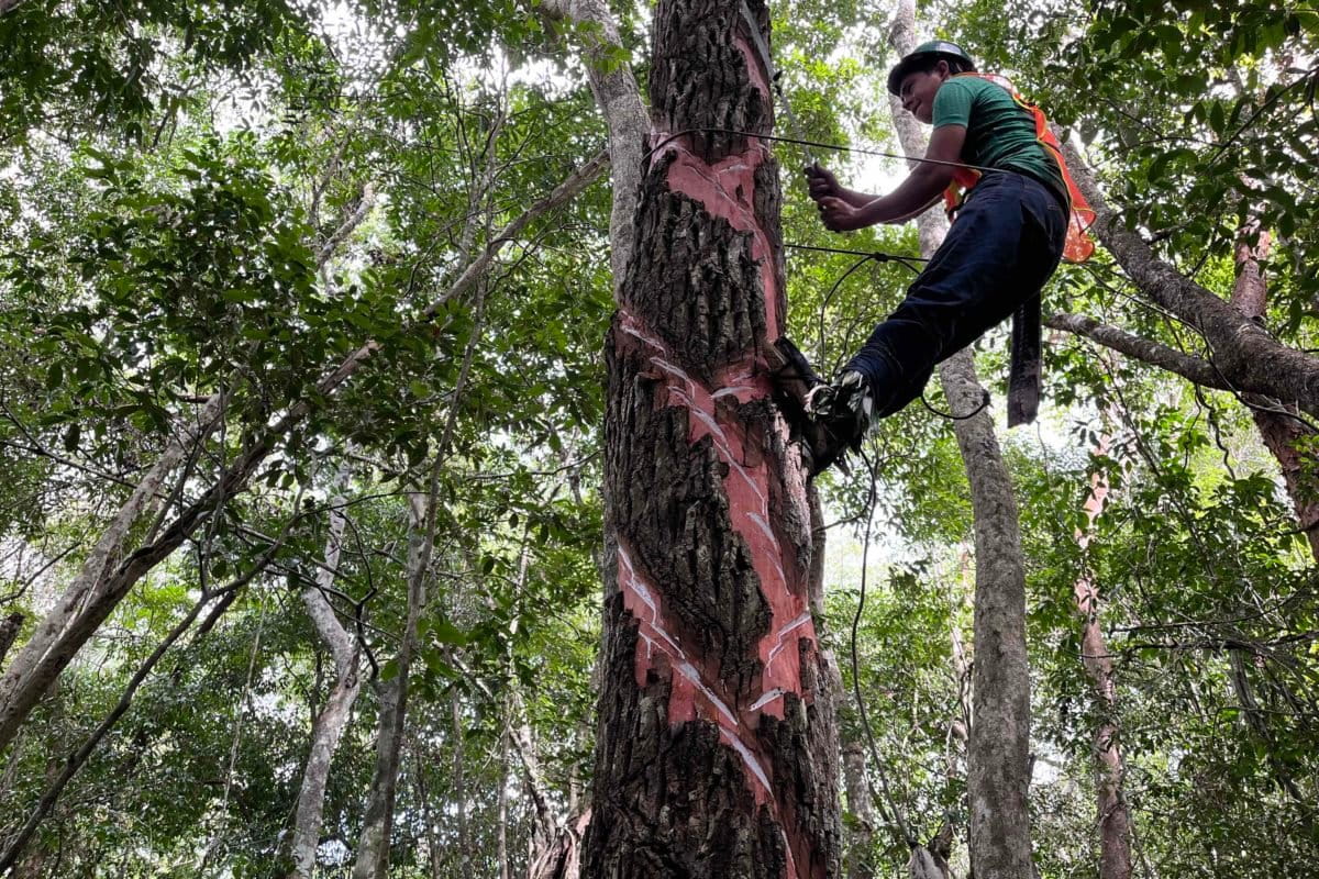 México: cómo mascar chicle orgánico ayuda a conservar la selva maya